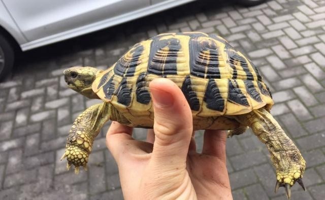 (TORTOISE) Western Hermanns ( Dwarf Hermanns) For Sale in Southampton ...