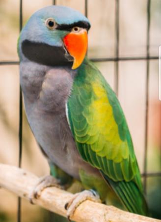Derbyan parrot talking parrot For Sale in Southampton | Preloved