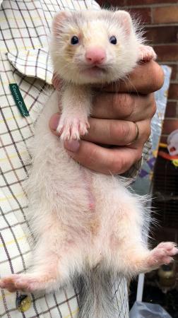 Angora ferrets full—Semi Angora ferrets various ages old£100 For Sale ...