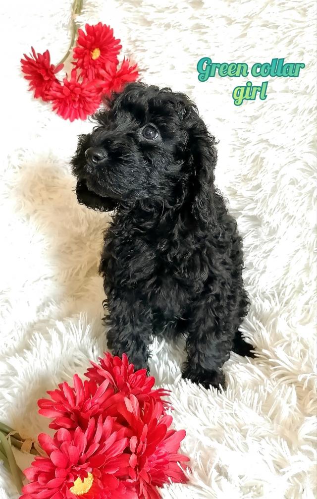 F1B CAVAPOOS READY NOW For Sale in Blackburn, Lancashire | Preloved