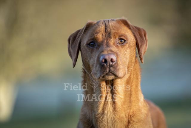 Dark Fox Red Labrador Stud Dog For Stud in Llangollen, Denbighshire ...