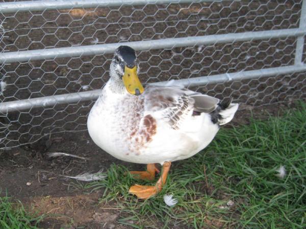 Miniature Silver Appleyard Drake For Sale in Newark, Nottinghamshire ...