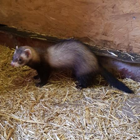 Beautiful Full and Semi Angora Ferrets For Sale For Sale in Leek ...