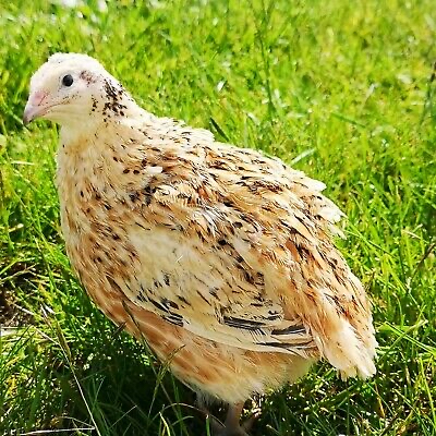 Golden giant quails For Sale in Dyserth, Rhyl | Preloved