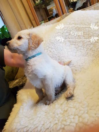 labradoodle - Dogs and Puppies, Rehome Buy and Sell in the UK and ...