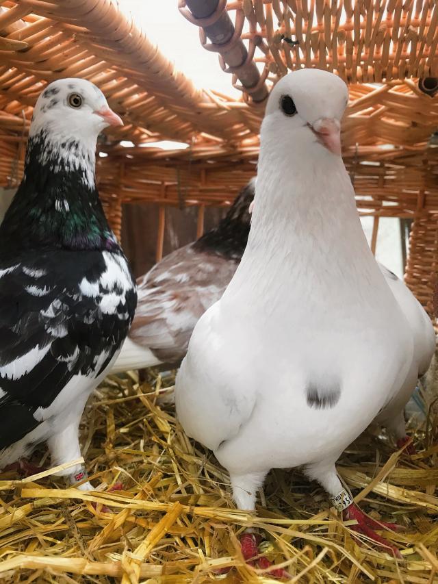 Wanted roller pigeons Wanted in Wrexham, Wales | Preloved