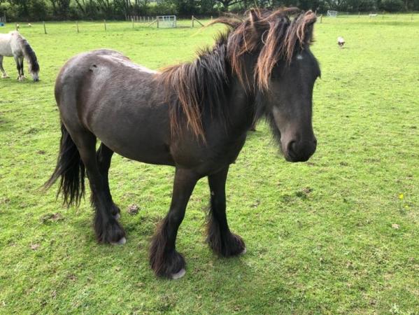 Mini gypsy cob mare For Sale in Trerddol, Ceredigion | Preloved