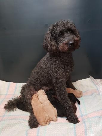 labradoodle - Dogs & Puppies, Rehome Buy and Sell | Preloved