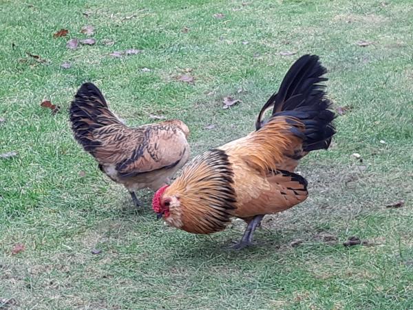 Pair of Barbu d'Anvers (aka Belgian bantams) Quail Coloured For Sale in ...