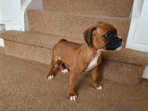 bobtail and tailed Boxer Puppies For Sale in Ashby Scunthorpe, North ...