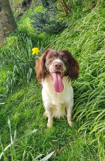 springer spaniel to good home - Dogs & Puppies, Rehome Buy and Sell ...