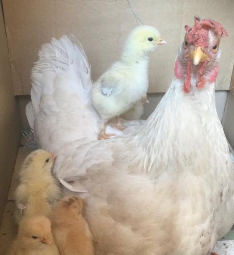 Mixed Chicken Fertile Hen Hatching Eggs For Sale in Macclesfield ...