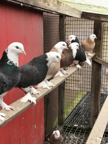 Fancy pigeons available For Sale in Halifax, Yorkshire | Preloved
