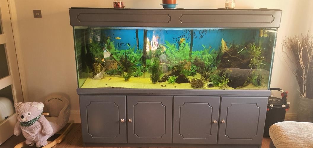 6 foot fish tank For Sale in Derfach, Wales | Preloved