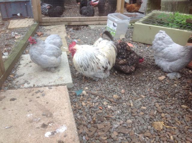 Pekin Bantam Hatching Eggs Fertility Tested For Sale In Sleaford