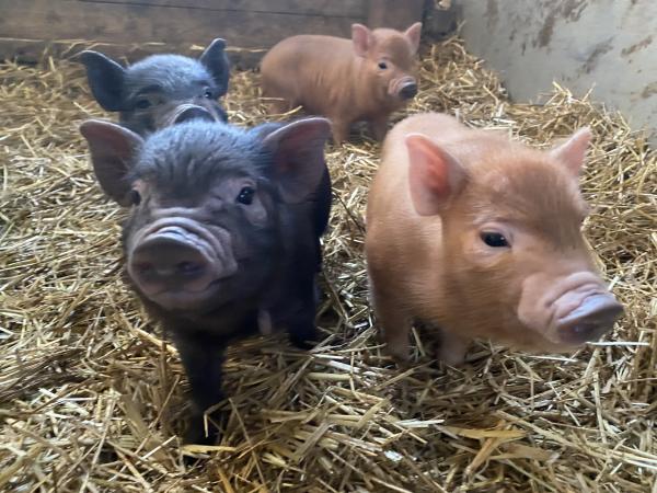 Gorgeous micro pigs for sale *MORE AVAILABLE* For Sale in Barnsley ...