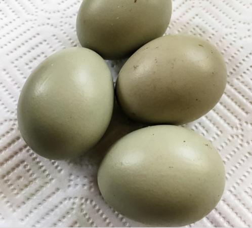 MARSBAR chicks For Sale in Selby, North Humberside | Preloved