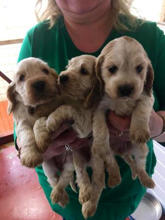 Litter of Show Cocker Spaniels - Sable & Orange Roan For Sale in ...