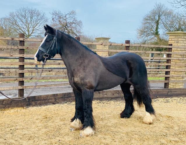15hh cob mare For Sale in Wickford, Essex | Preloved