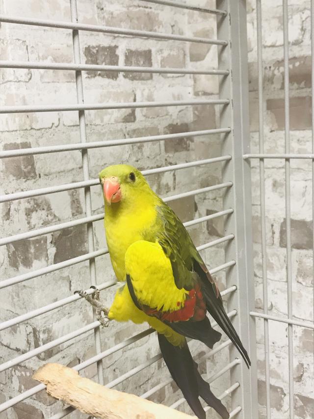 Beautiful baby Rock pebbler Talking Parrot For Sale in Nottingham ...