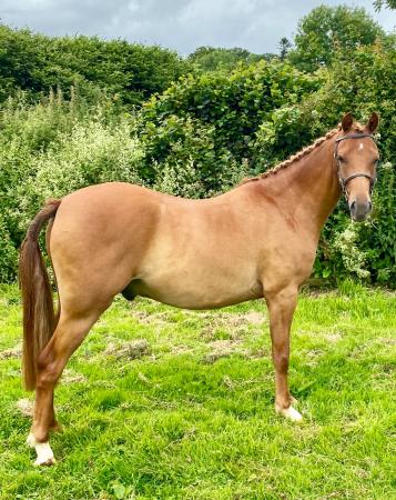 British Riding Pony For Sale in Launceston, Cornwall | Preloved