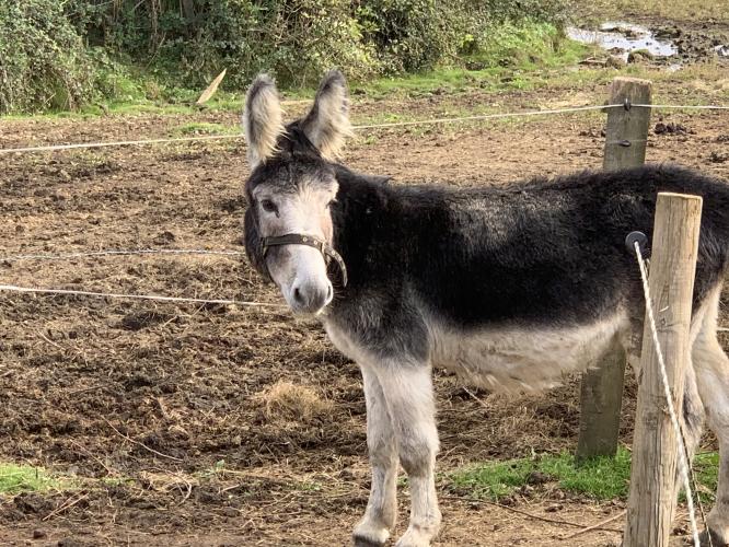 Jack donkey For Sale in Doncaster, Yorkshire | Preloved