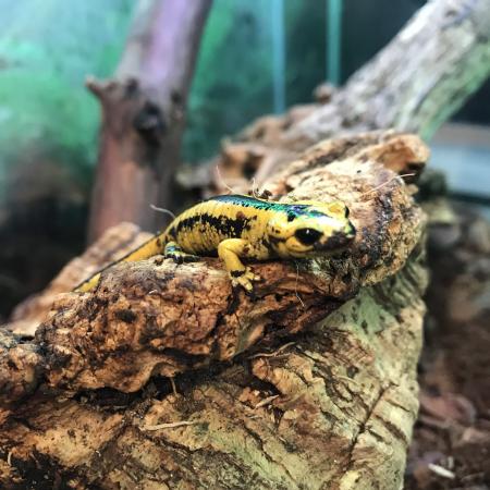 BABY FIRE SALAMANDERS Event in Iver Heath, Bucks | Preloved
