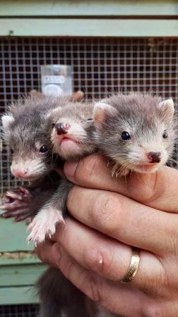 Angora ferrets full—Semi Angora ferrets various ages old£100 For Sale ...