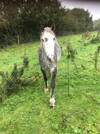 Dapple grey cob gelding For Sale in Belper, Derbyshire | Preloved