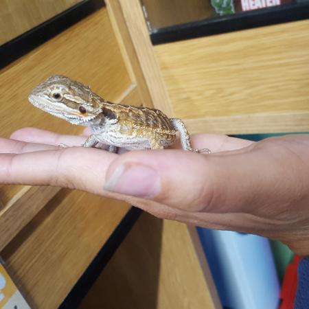 Baby Bearded Dragons Available For Sale in Hemel Hempstead ...