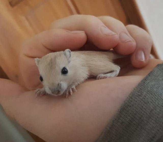 Friendly Cute Baby Gerbils For Sale in Caernarfon, Gwynedd | Preloved