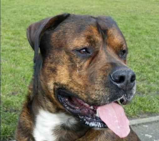 bullweiler puppy For Sale in Huddersfield, Shelley | Preloved