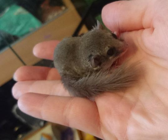 African Pygmy Mice (Micro-squirrel) For Sale in Peterlee, County Durham ...