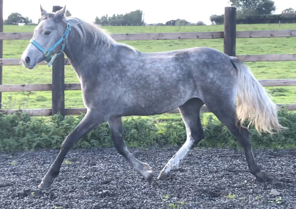 Registered Grey 2019 Connemara Filly For Sale in Leeds, West Yorkshire ...