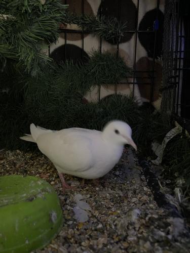 Java Doves For Sale in Gloucester, Gloucestershire | Preloved