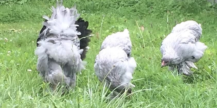 Giant Chicken ( purebred Brahma) Hatching eggs. For Sale in Sedbergh ...