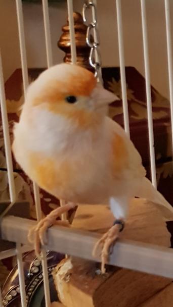 Birds, Rehome Buy and Sell | Preloved