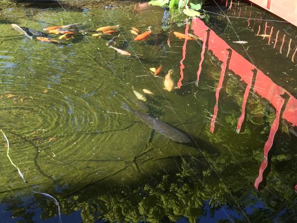 Pond Fish Rehoming - Koi, Carp, Goldfish, Sturgeon Wanted in Knutsford ...