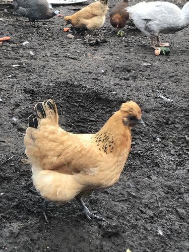 Chickens For Sale in Sutton | Preloved