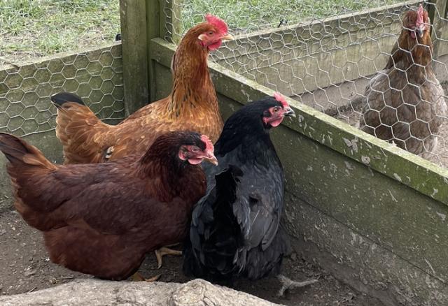 Chickens hens pol For Sale in Dartford, Kent | Preloved