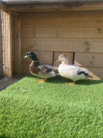 Silver call ducks For Sale in Brecon, Powys | Preloved