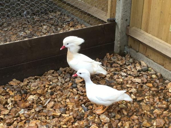 Silver mandarin ducks For Sale in Romsey, Hampshire | Preloved