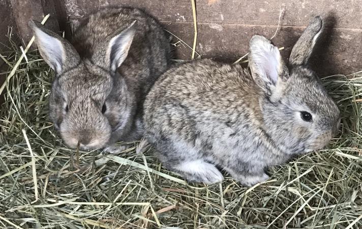 Quality Pure Giant Continental Rabbits. Ready to Reserve. For Sale in ...
