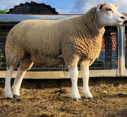 Pure Bred TEXEL Tup Lambs For Sale in Whitby, North Yorkshire | Preloved