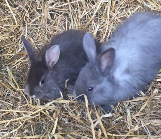 Swiss Fox baby rabbits available now For Sale in Blackpool, Lancashire ...