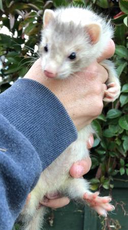 Angora ferrets full—Semi Angora ferrets various ages old£100 For Sale ...
