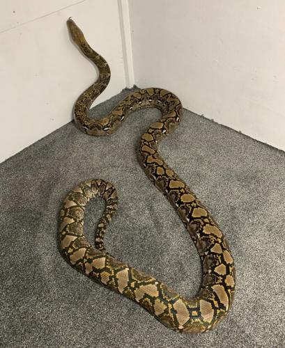 17-18ft normal female reticulated python. Read description! For Sale in ...