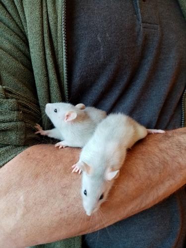 Blue rats For Sale in Abbotsley, Cambridgeshire | Preloved