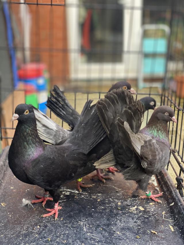 Pigeons For Sale in West Yorkshire | Preloved