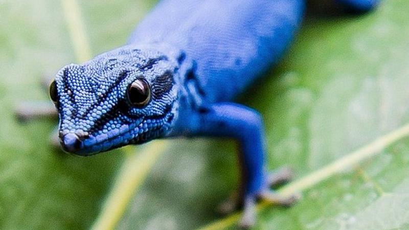 Female Blue day gecko wanted (lygodactylus williamsi) Wanted in ...